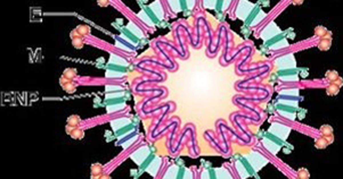 Feline Infektiöse Peritonitis - Tierarzt Wien West